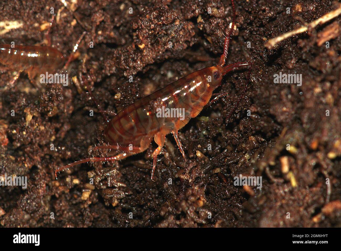 Amphipod hi-res stock photography and images - Alamy