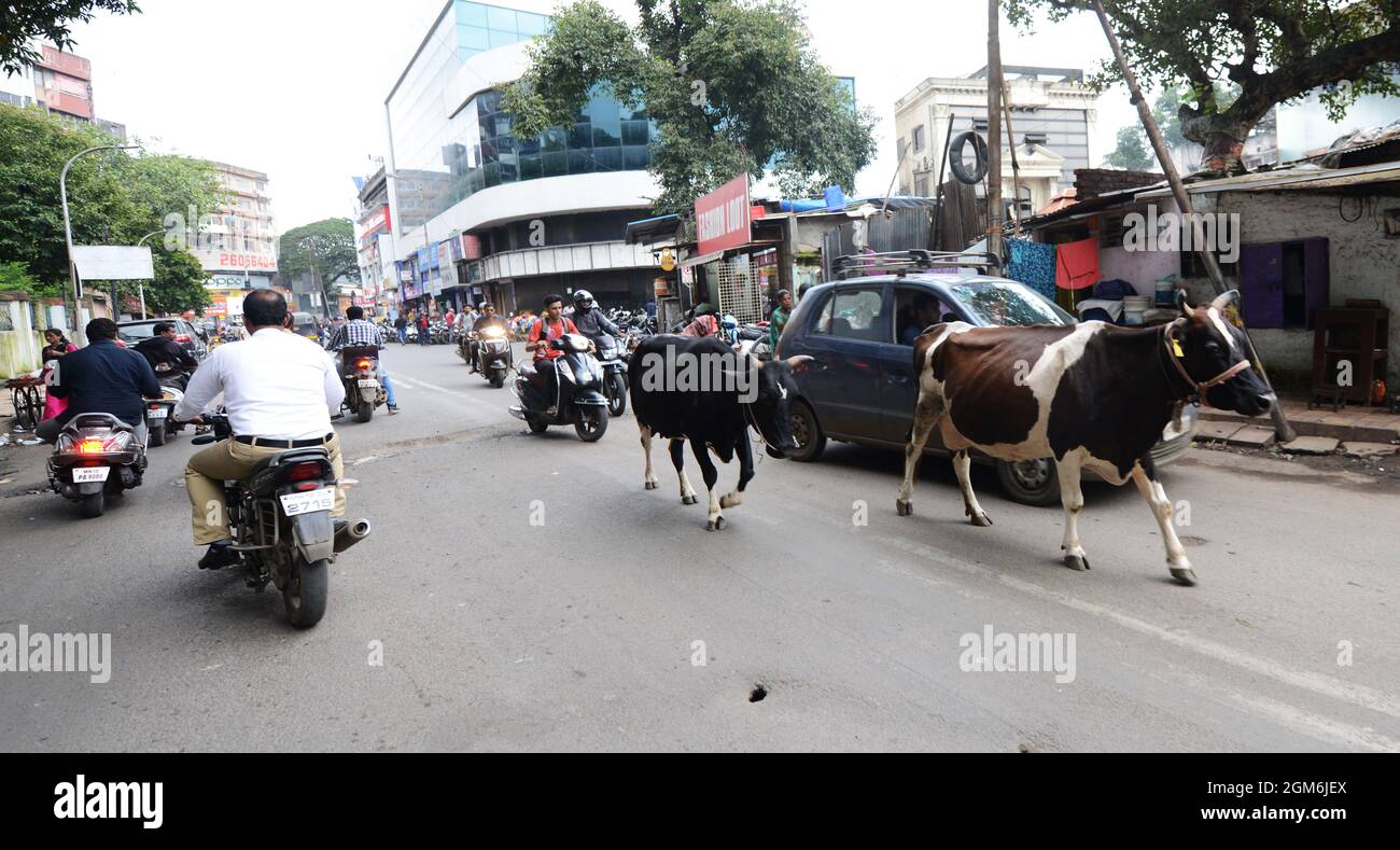 Cows roaming the streets in Pune, India Stock Photo - Alamy
