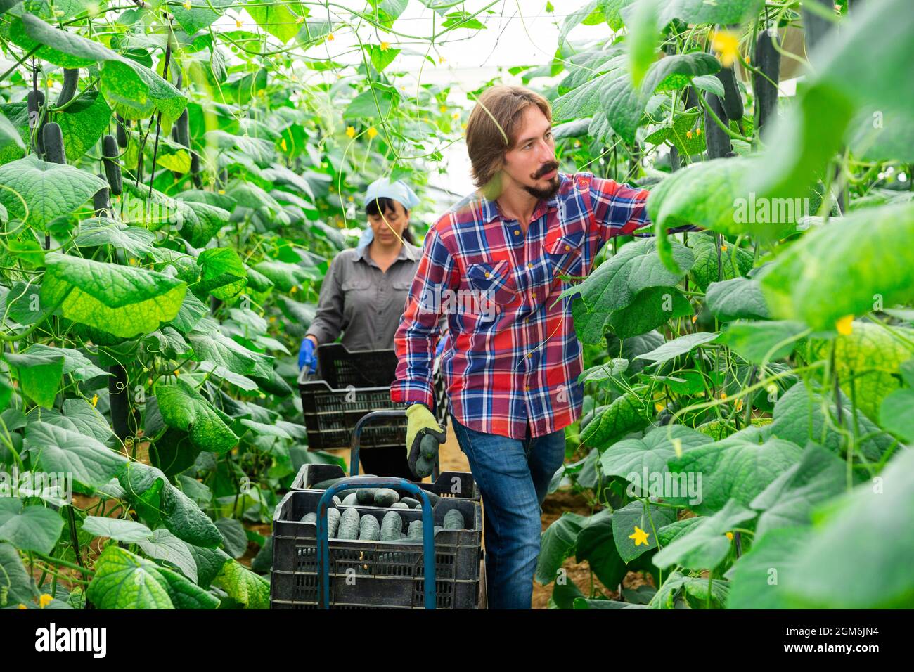 german farmers picking crops of cucumber in hothouse Stock Photo - Alamy