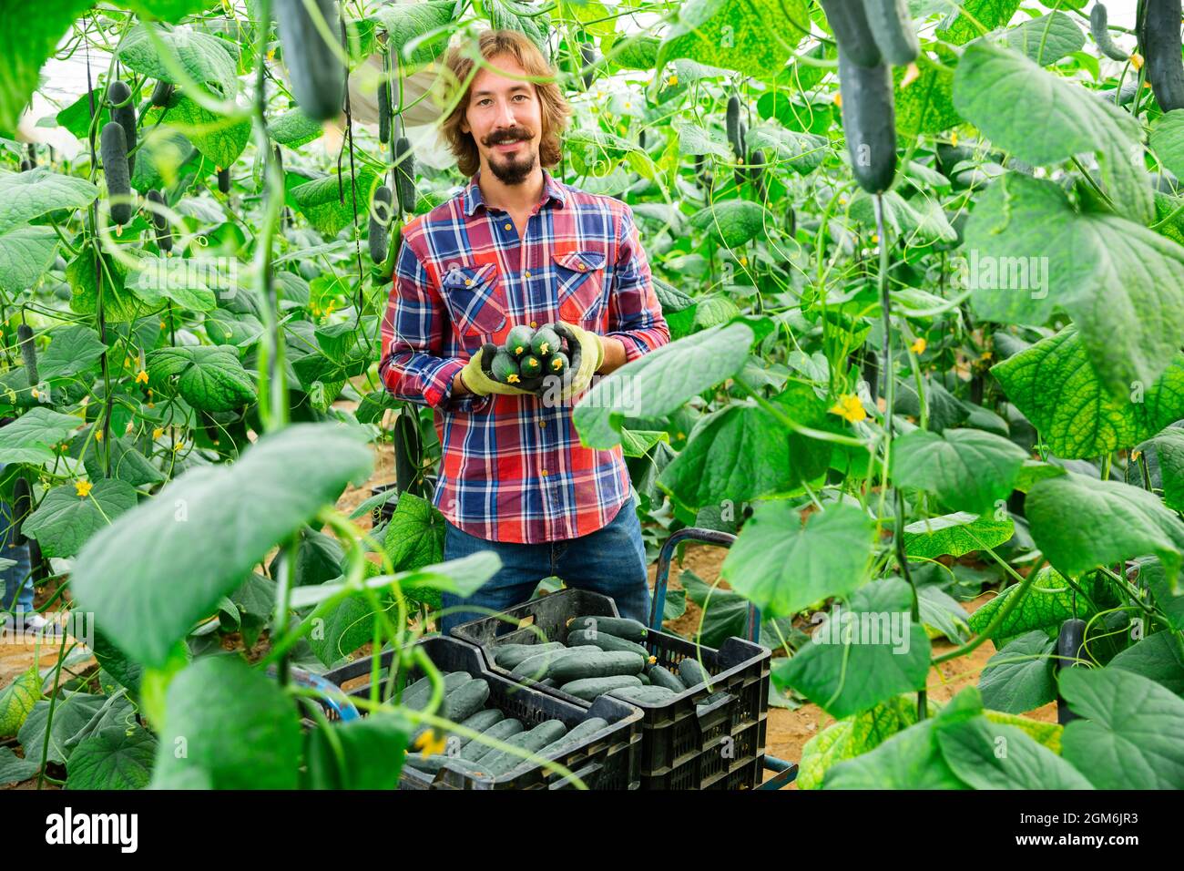 brunet adult italian man picking cucumbers in his greenhouse Stock ...