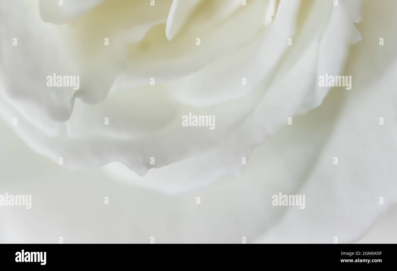 Abstract floral background, white rose flower petals. Macro flowers ...