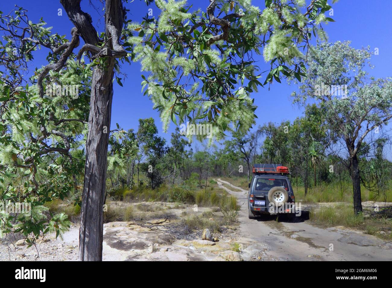 4WD vehicle passing flowering tree along arid outback track, Lorella ...