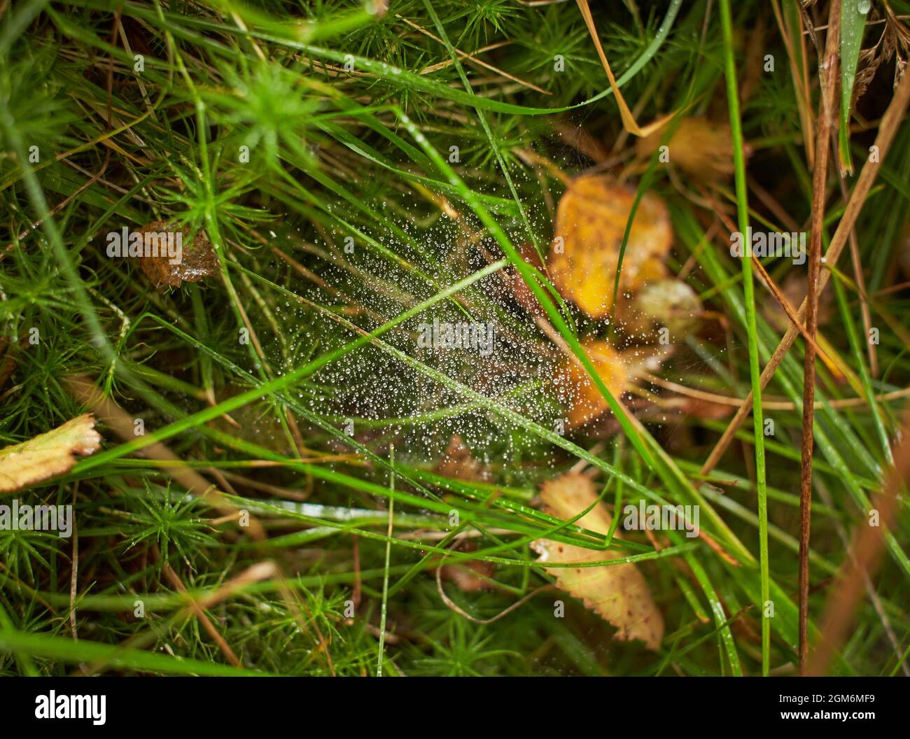 Strong insects hi-res stock photography and images - Alamy