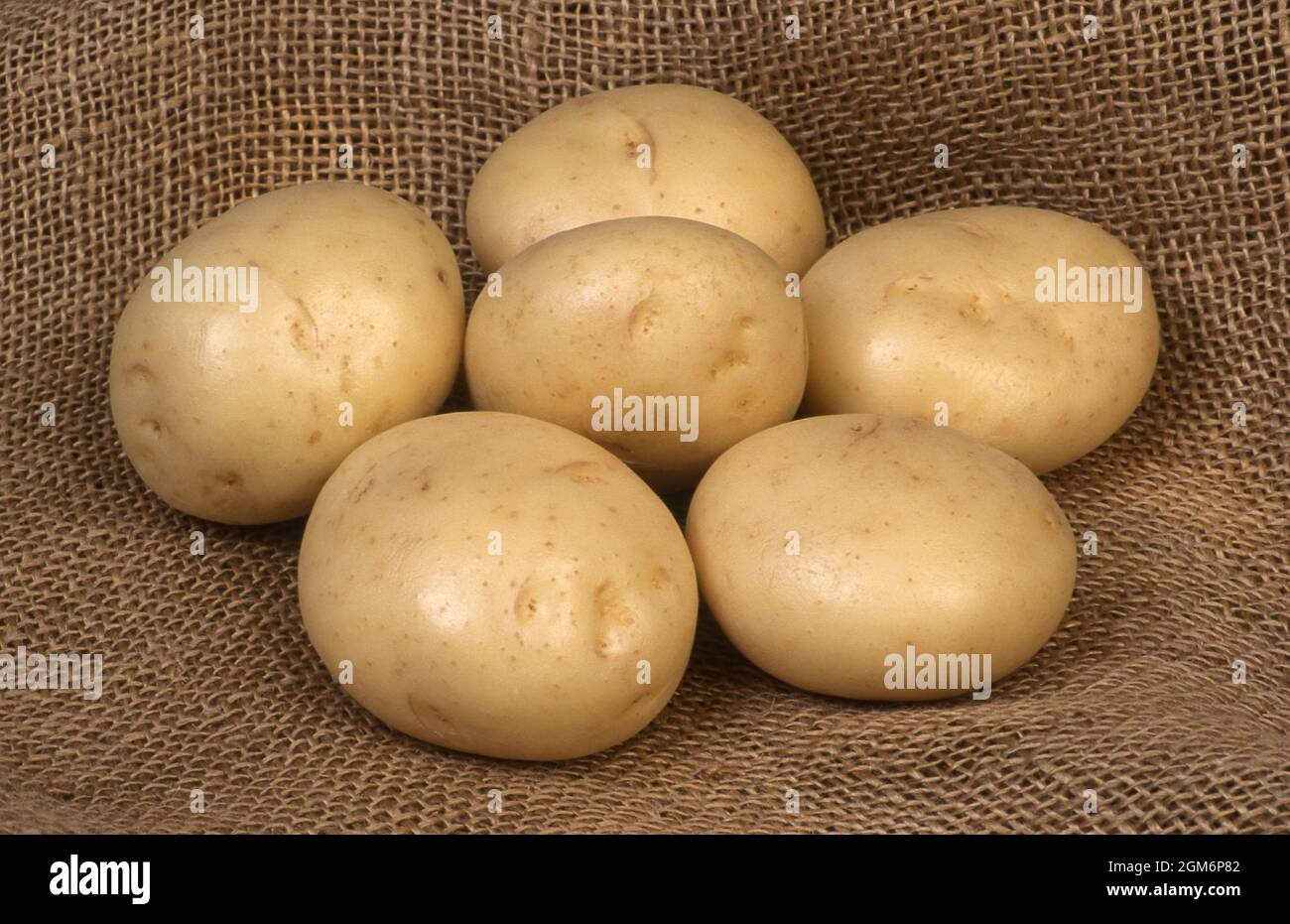 POTATOES 'COLIBAN' SOLANUM TUBEROSUM. SOLANACEAE Stock Photo - Alamy