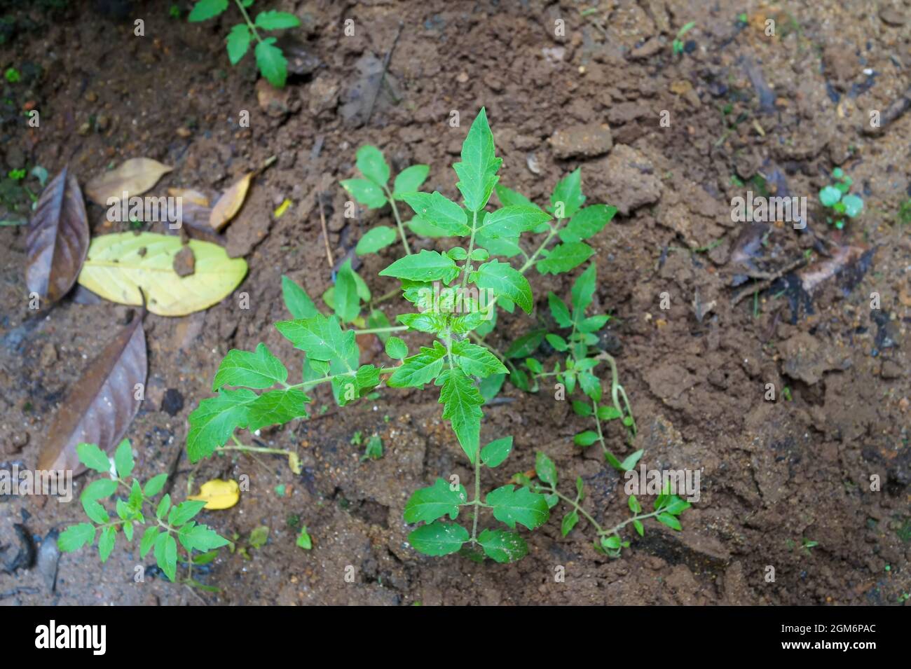 Small Tomato plant on the ground Stock Photo - Alamy