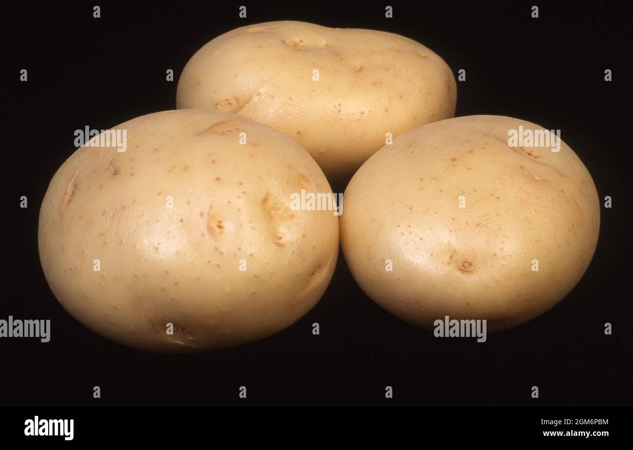 POTATOES 'COLIBAN' SOLANUM TUBEROSUM. SOLANACEAE Stock Photo - Alamy
