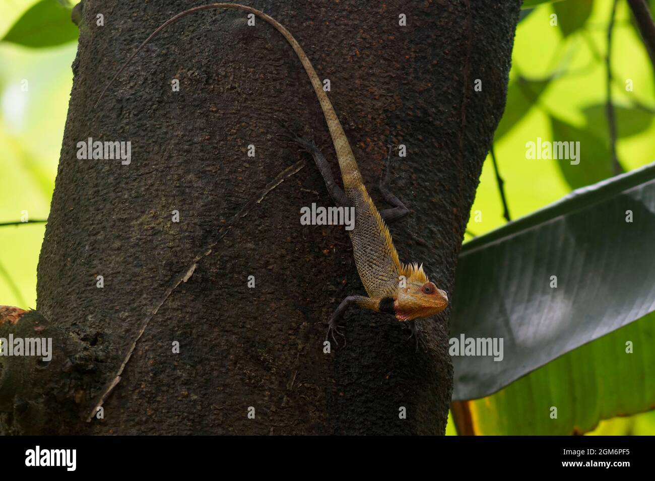 Beautiful indian garden lizard hi-res stock photography and images - Alamy