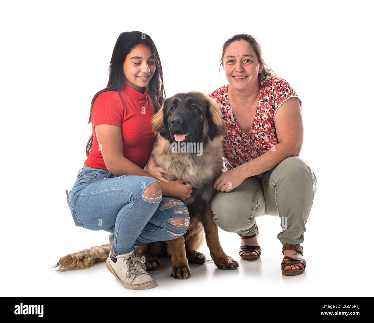 young Leonberger and women in front of white background Stock Photo - Alamy