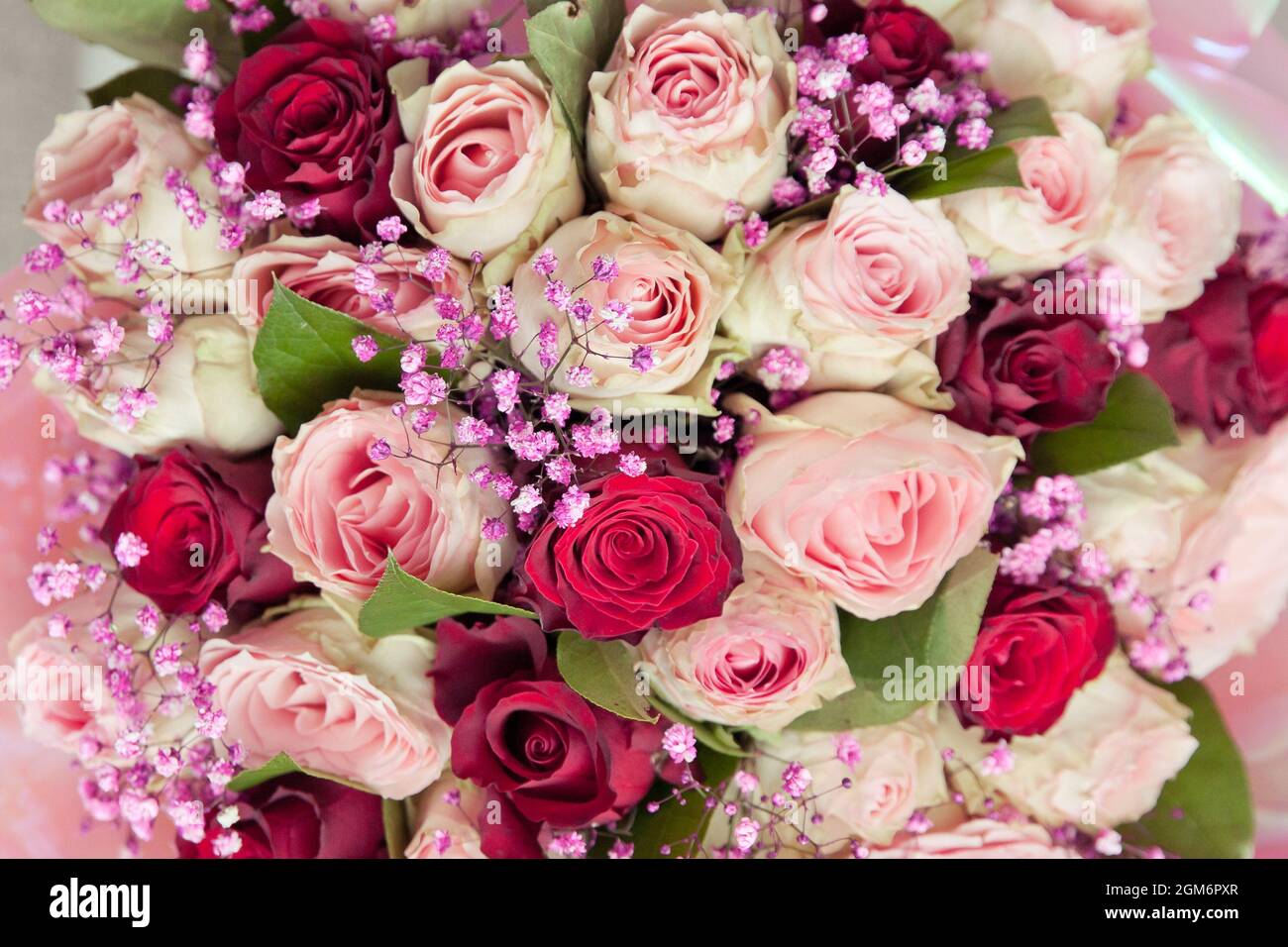 Big Roses Bouquet. Beautiful bouquet of roses. Background from pink ...