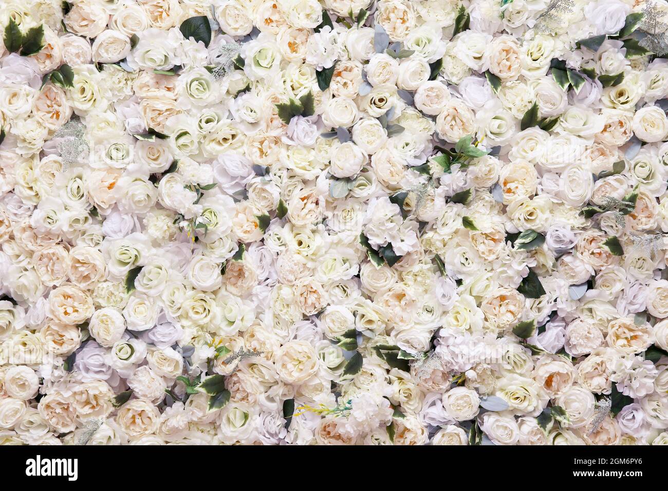 Many artificial white roses, flower as background and decoration, stock ...