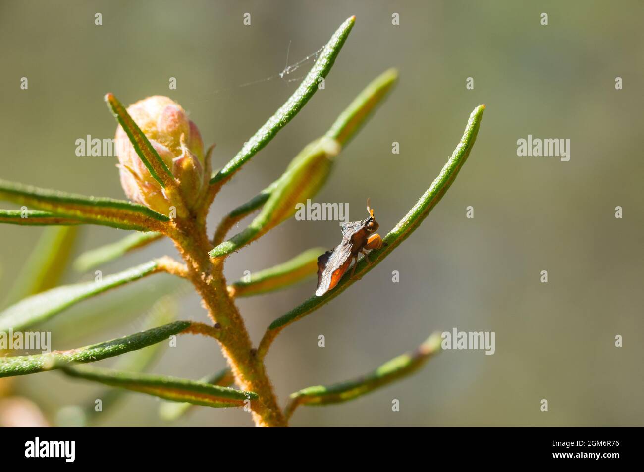 Phymata crassipes hi-res stock photography and images - Alamy