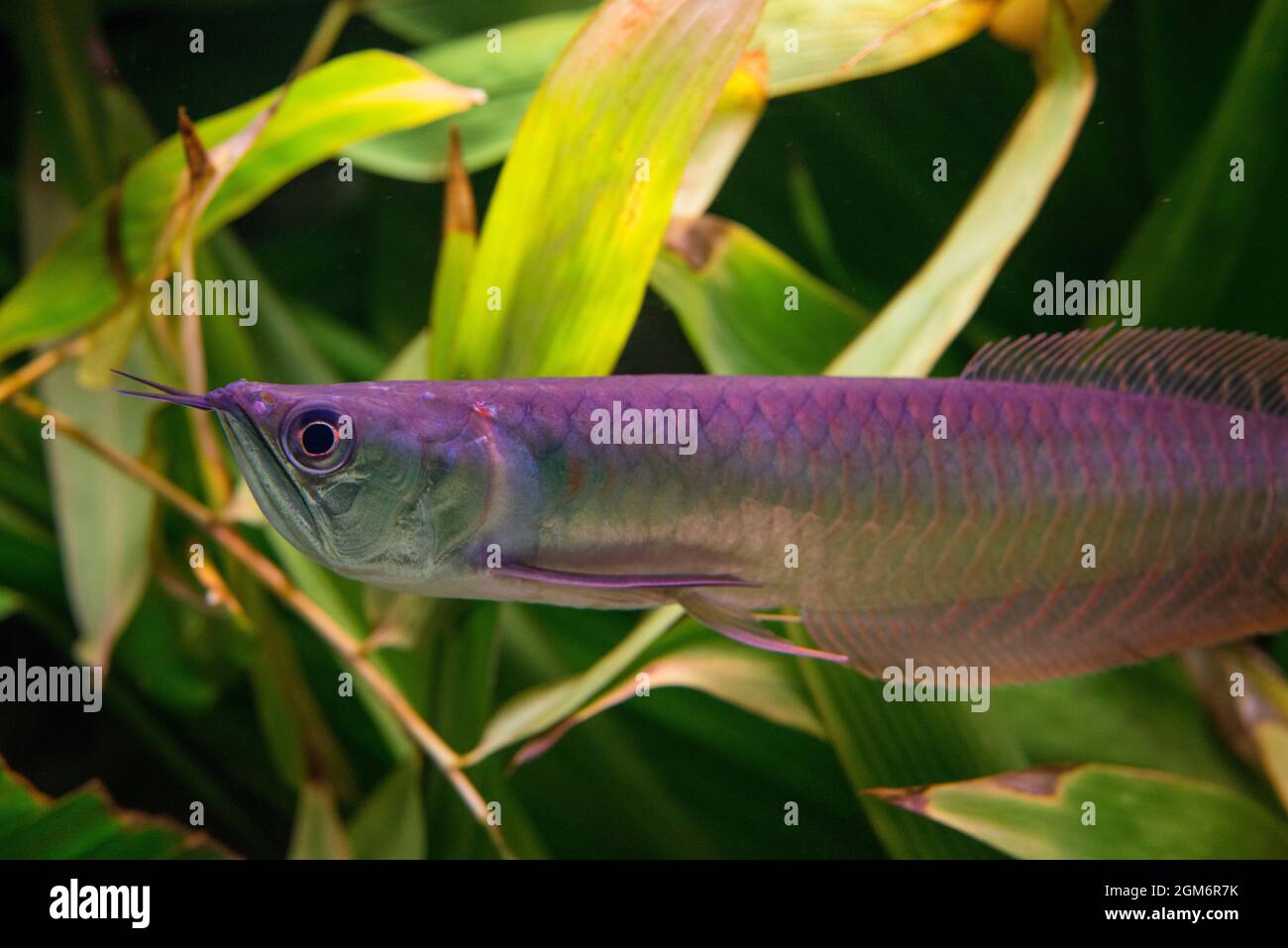 Silver arowana hi-res stock photography and images - Alamy