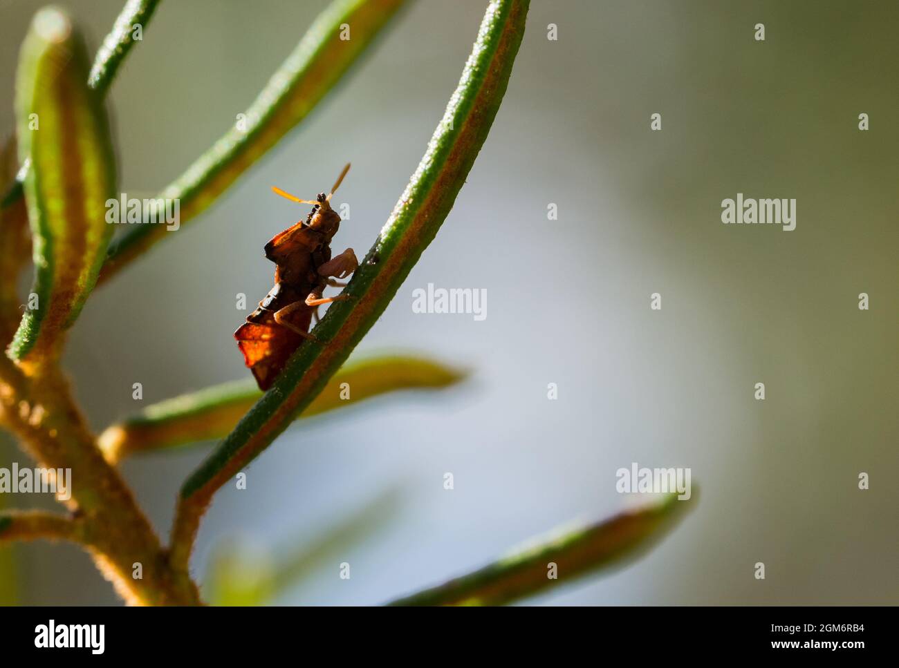 Thread-legged assassin bug (Phymata crassipes) in a swamp, wild Finland ...
