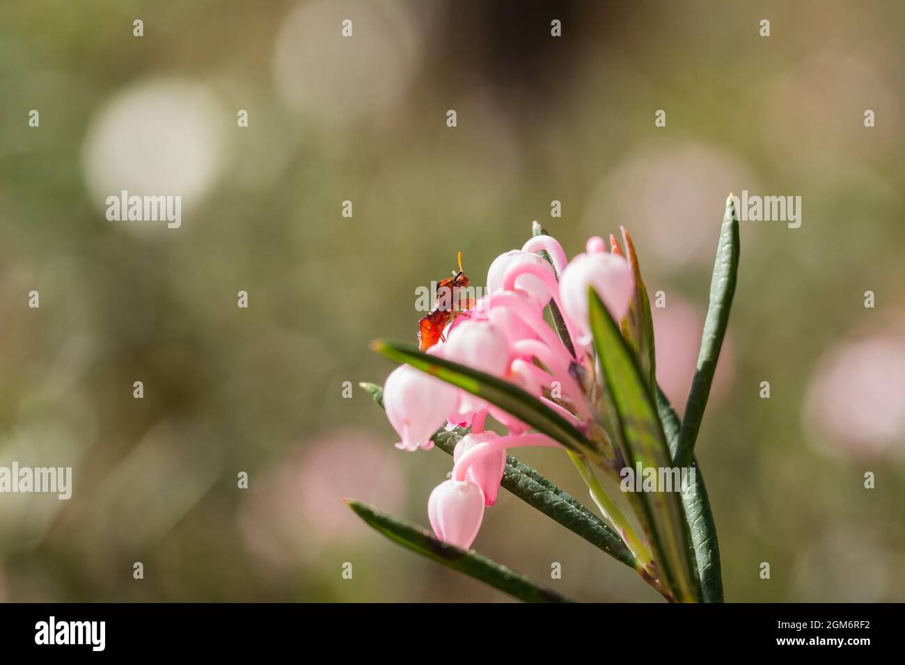 Thread-legged assassin bug (Phymata crassipes) in a swamp, wild Finland ...