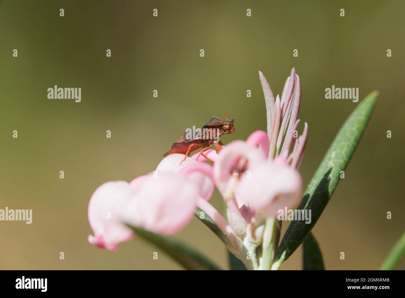 Thread-legged assassin bug (Phymata crassipes) in a swamp, wild Finland ...