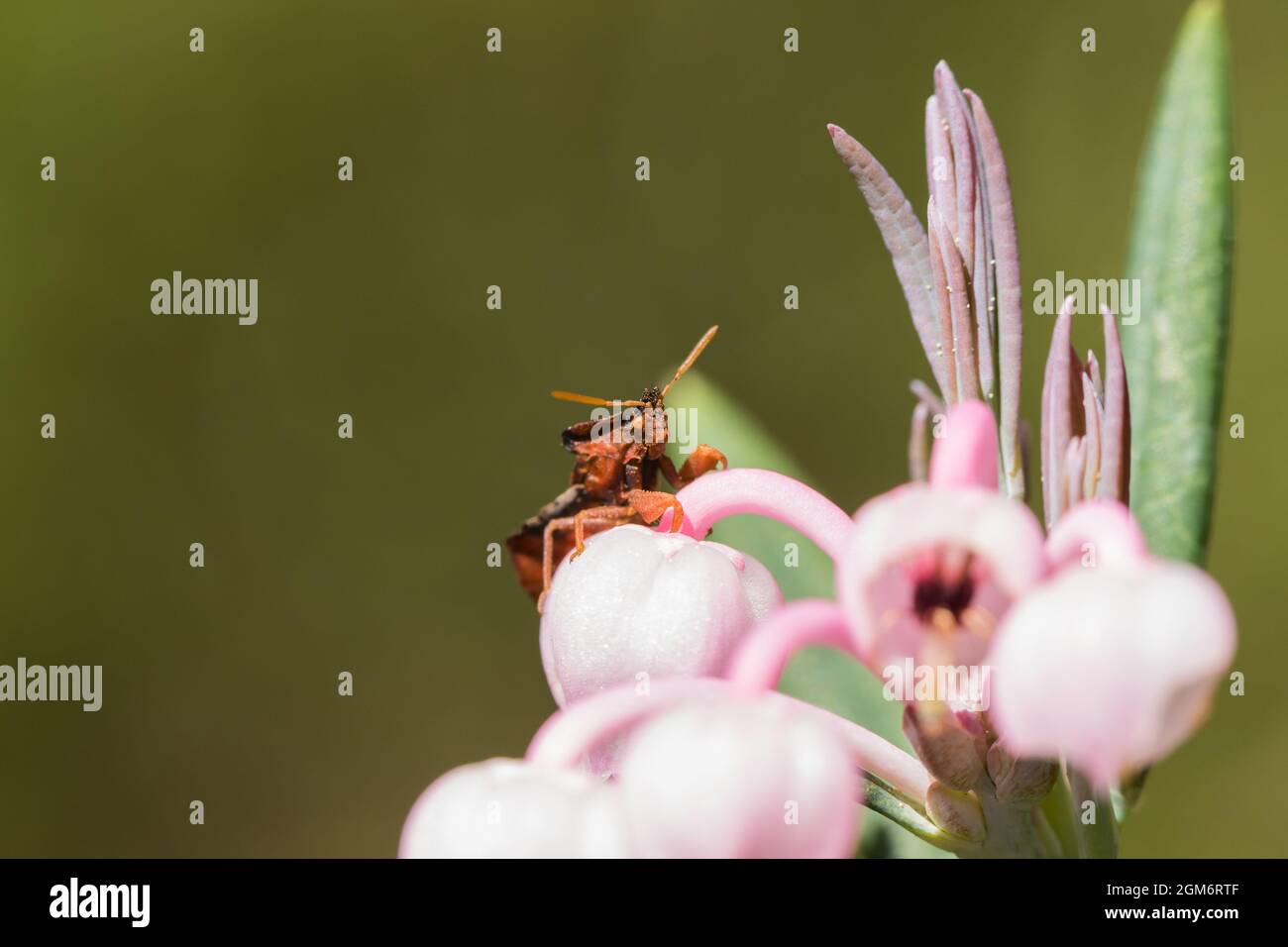 Phymata crassipes hi-res stock photography and images - Alamy
