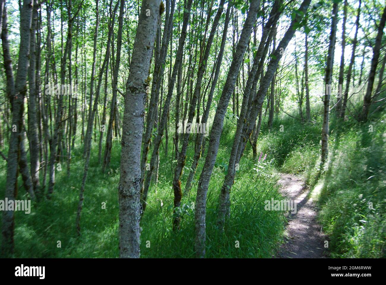 Woods along the Hummocks Trail at Mt. St. Helens Stock Photo - Alamy