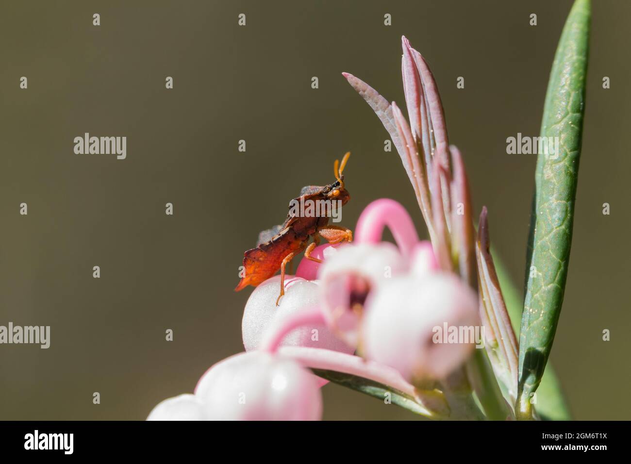 Thread-legged assassin bug (Phymata crassipes) in a swamp, wild Finland ...