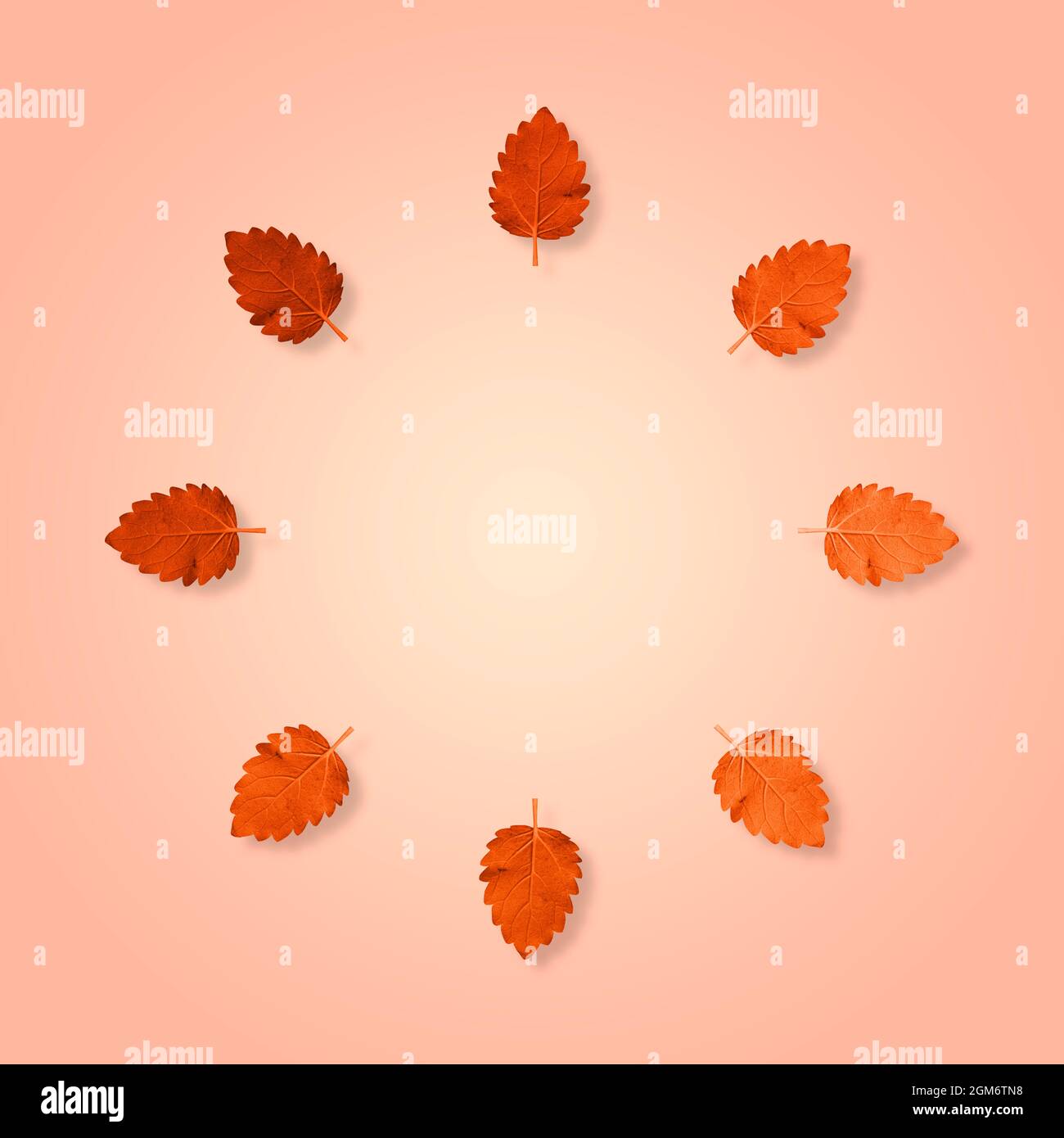Autumn leaves forming a circle on a pastel background Stock Photo - Alamy