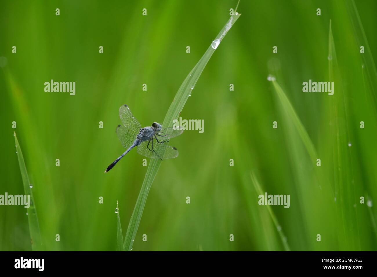 nature background with Dragonfly on rice plant leaves with dew drops ...