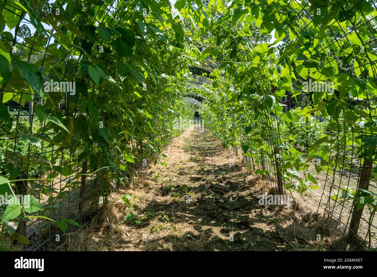 String beans or green beans growing on an arbor over a pathway Stock ...