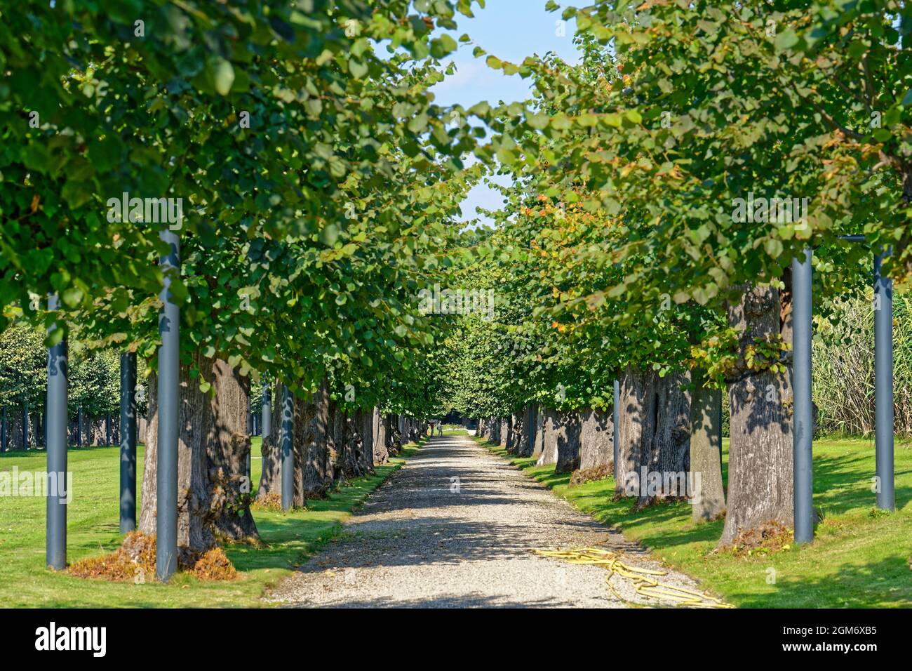 Allee im Berggarten, Herrenhausen, Spätsommer in Hannover, Deutschland ...