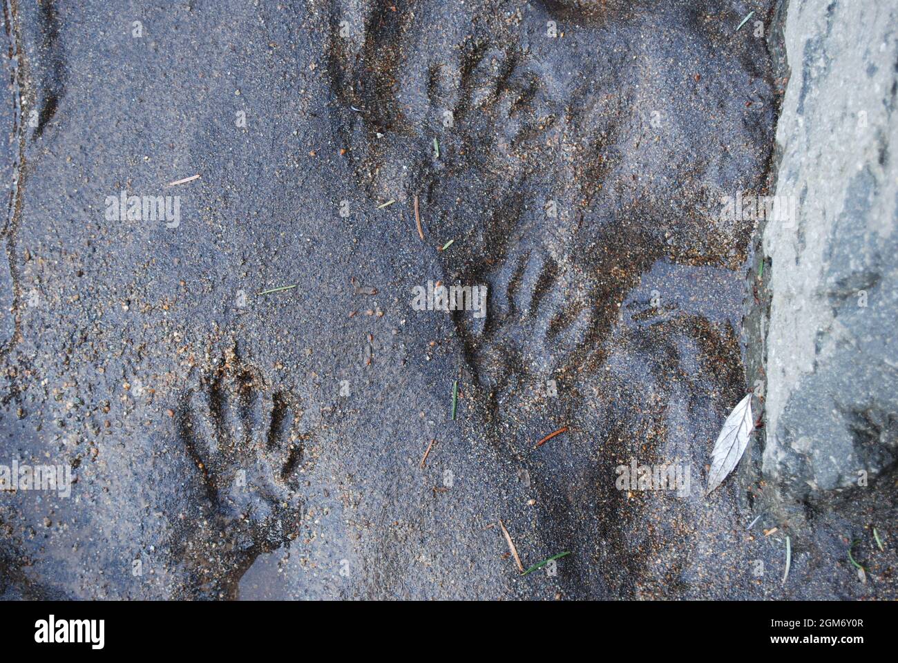 Otter tracks hi-res stock photography and images - Alamy
