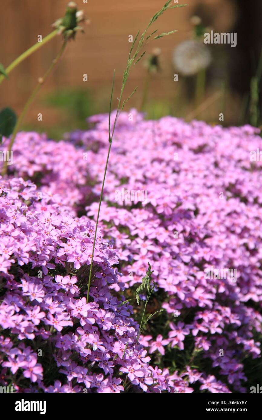 Splendid blooming phlox flowers Stock Photo - Alamy