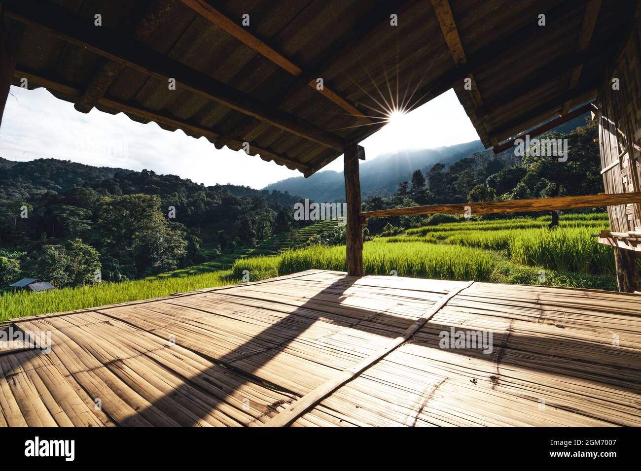 landscape Paddy rice field in asia Stock Photo - Alamy