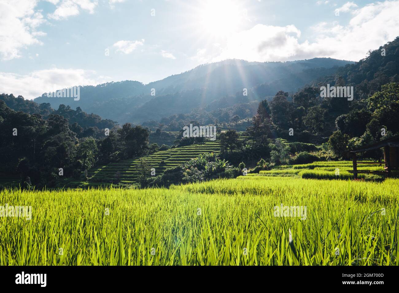 landscape Paddy rice field in asia Stock Photo - Alamy