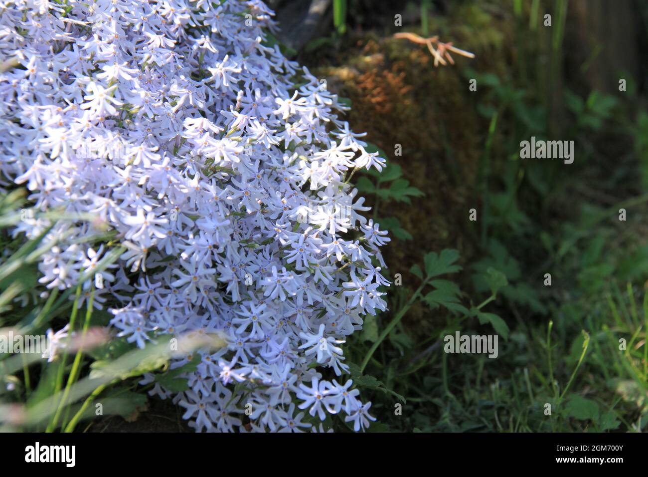 Splendid blooming phlox flowers Stock Photo - Alamy