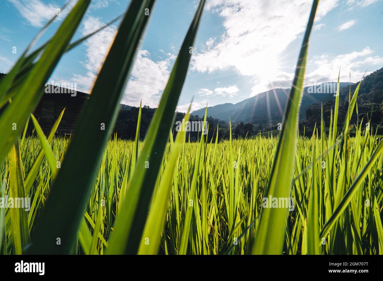 landscape Paddy rice field in asia Stock Photo - Alamy