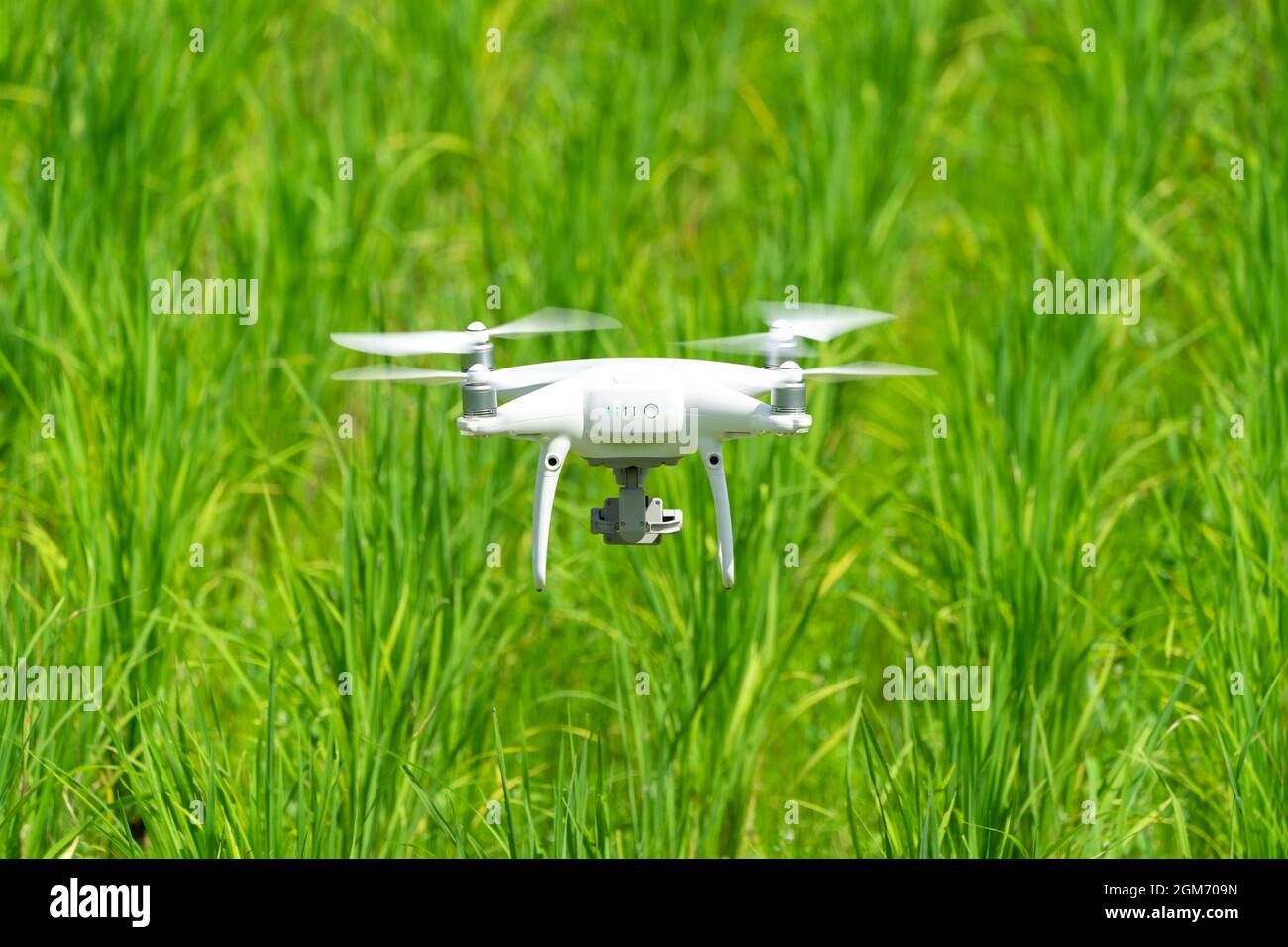 Drone is flying on the green paddy rice field Stock Photo - Alamy
