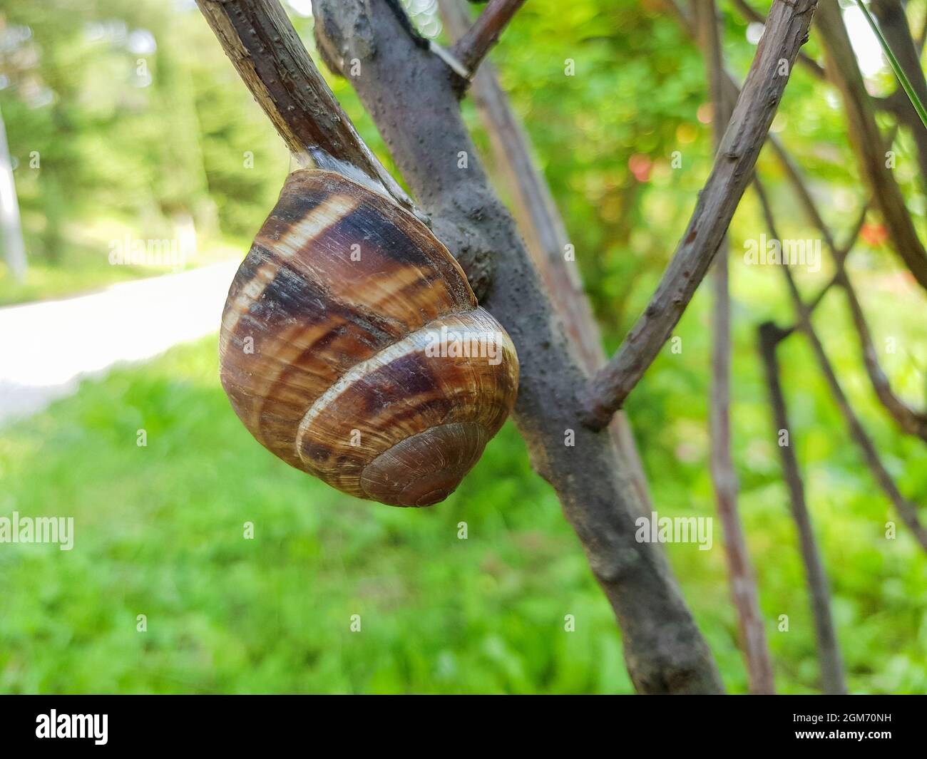 Close-up of a small garden snail sitting on a tree branch against the ...