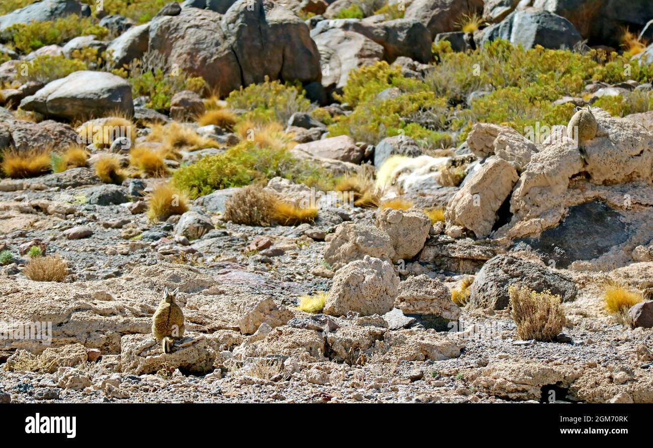 Chinchilla on rock hi-res stock photography and images - Alamy