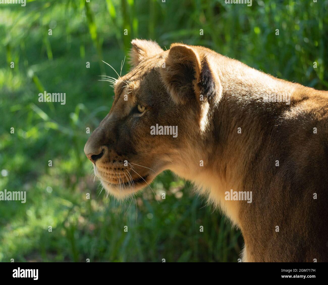 Lion Captured at the Perth Zoo Wa Stock Photo - Alamy