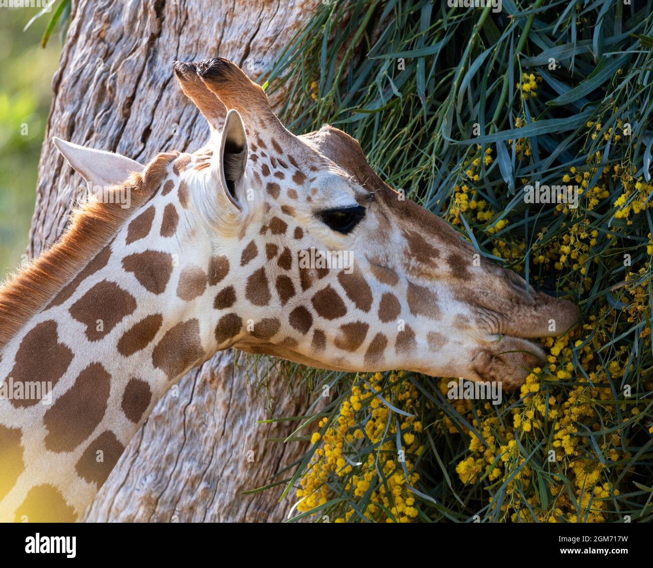 Perth zoo hi-res stock photography and images - Alamy