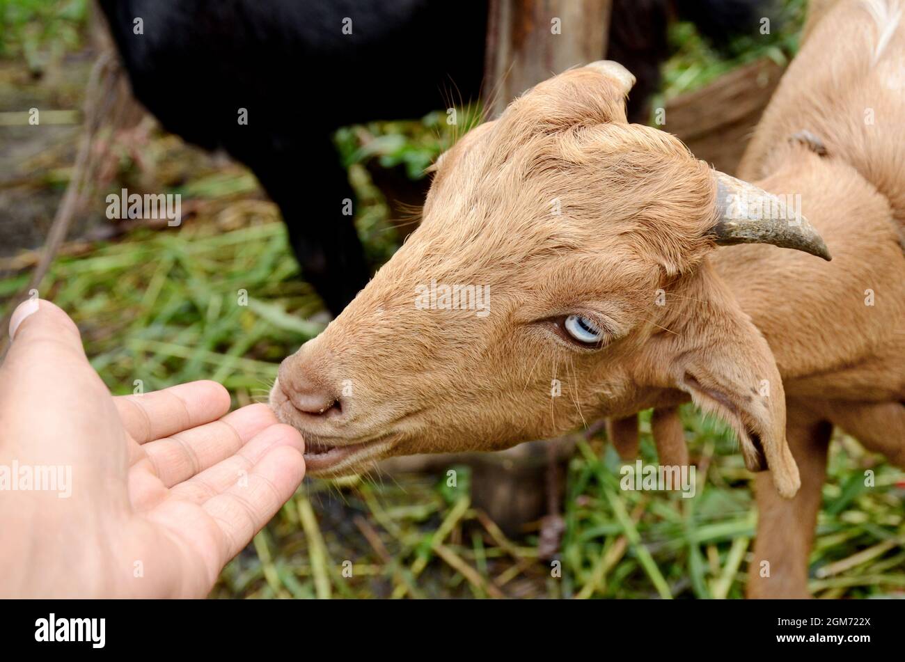Goat on farm animal tied hi-res stock photography and images - Alamy