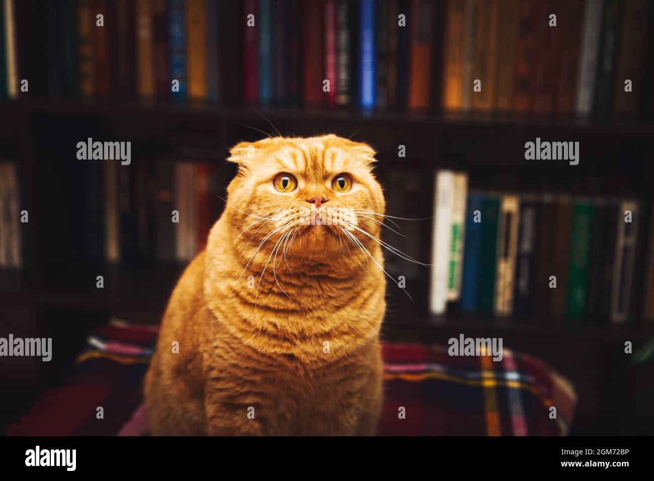 Cat interior hi-res stock photography and images - Alamy
