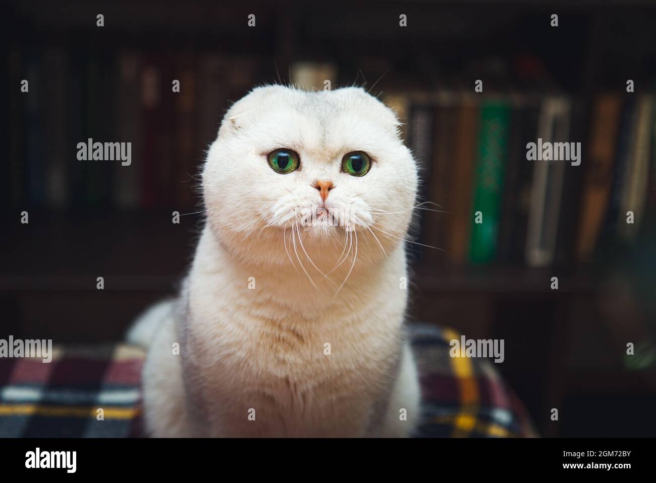 Cat study domestic hi-res stock photography and images - Alamy