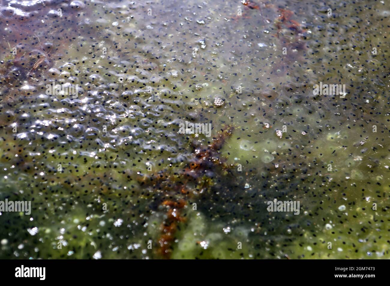Frogspawn in the countryside, Scotland Stock Photo - Alamy
