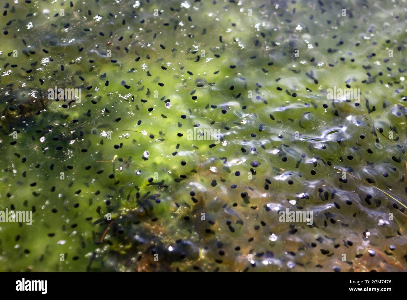 Frogspawn in the countryside, Scotland Stock Photo - Alamy