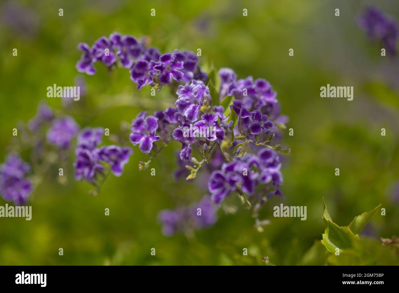 Golden dewdrop duranta erecta hi-res stock photography and images - Alamy