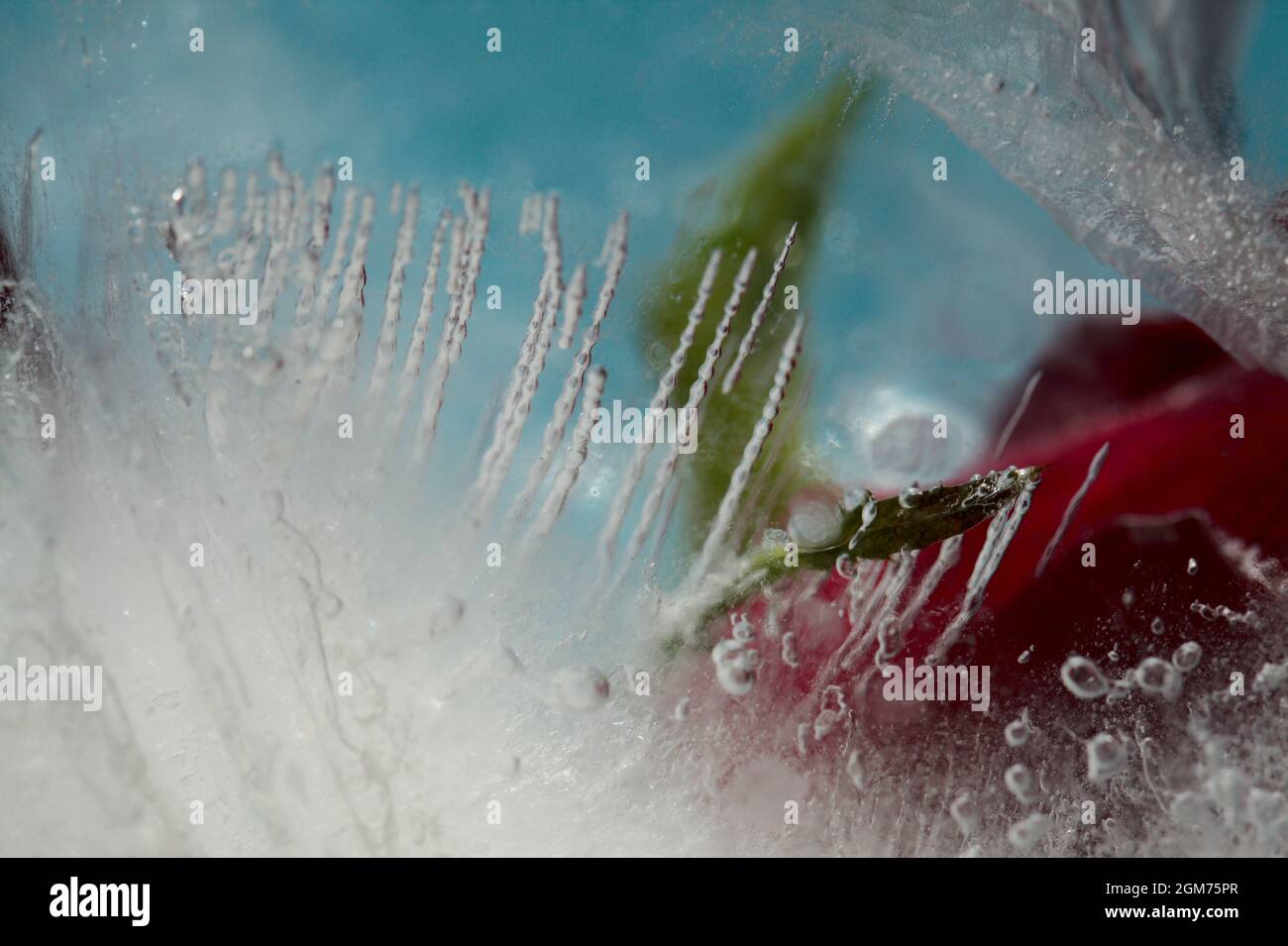 Dark Red rose flower frozen within a block of ice, air bubble texture ...