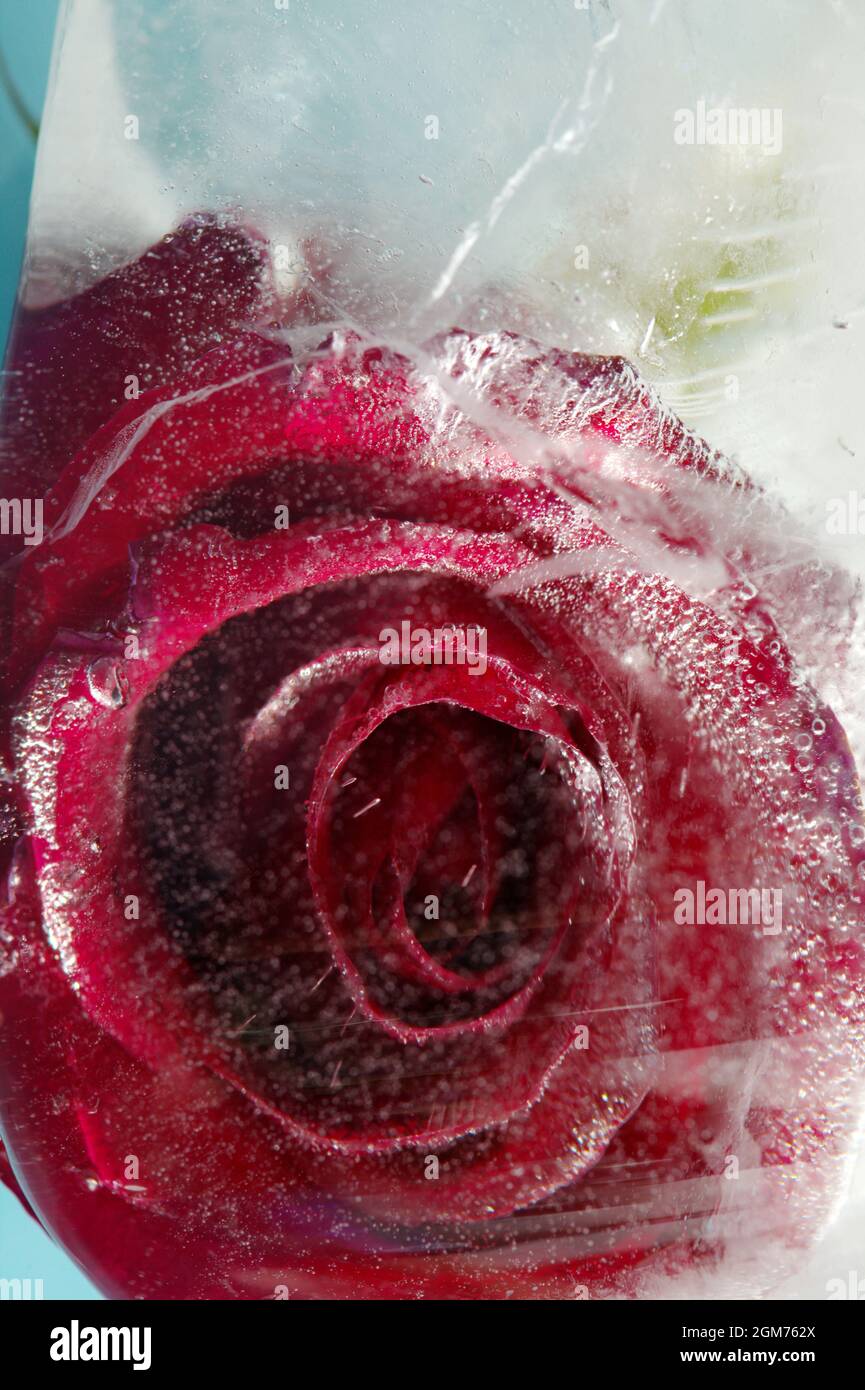 Dark Red rose flower frozen within a block of ice, air bubble texture ...