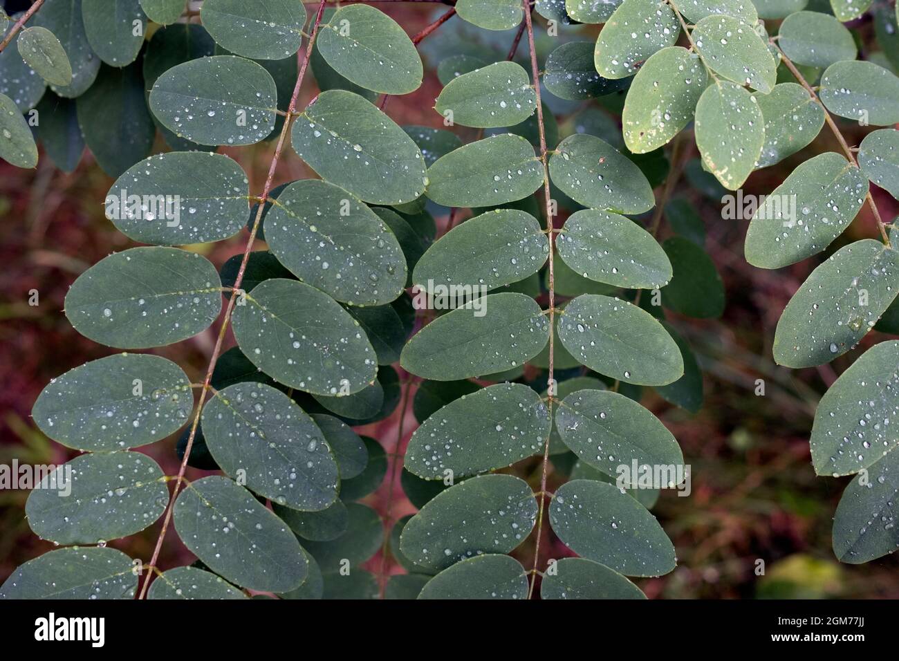 Robinia pseudoacacia, commonly known as Black Locust leaves Stock Photo ...