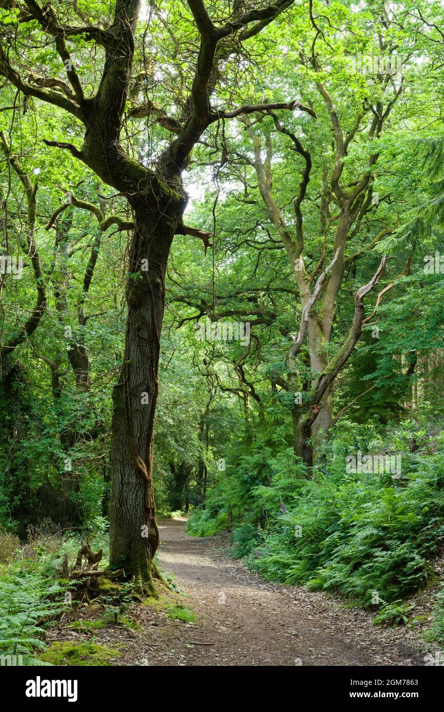 Bridle path through Gallox Wood at Dunster in the Exmoor National Park ...
