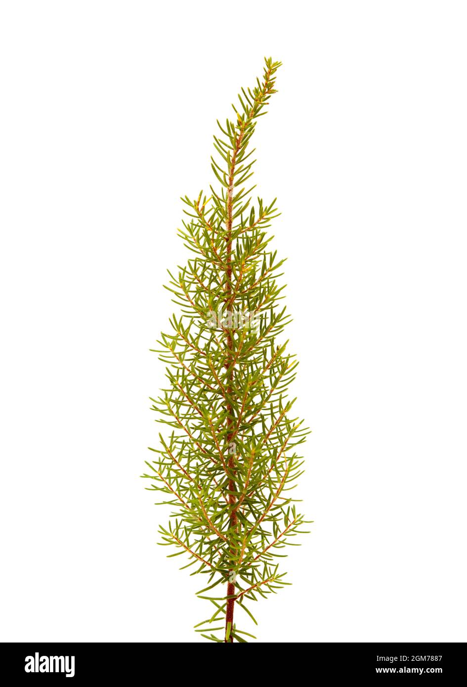 Flora of Gran Canaria - Erica arborea, Tree Heather isolated on white ...