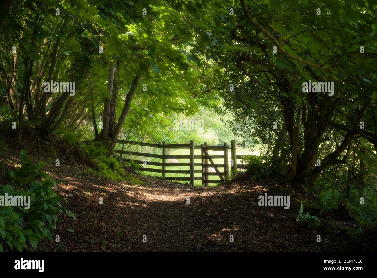 A wooden kissing gate leading into a field from Gallox Wood at Dunster ...