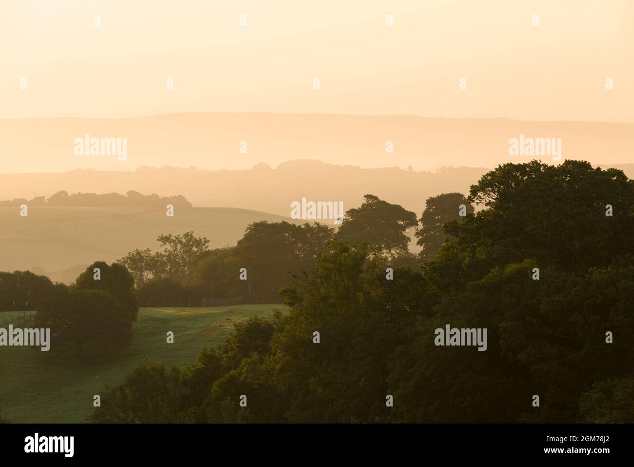 A misty morning view east from Dunster Park over rolling hills and the ...
